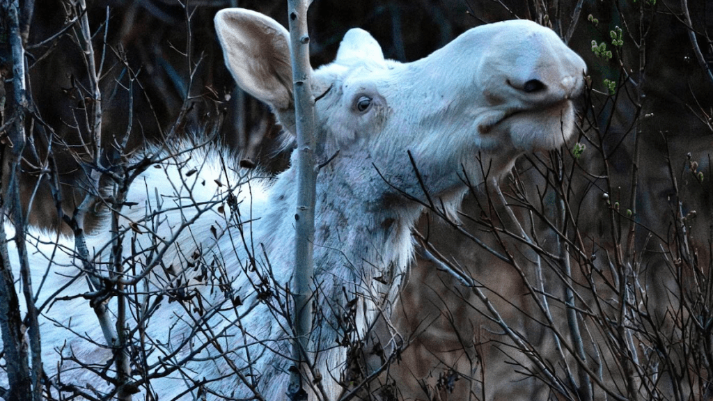 Rare ‘Spirit Moose’ Spotted by Canadian Storm Chaser - Wide Open Spaces