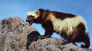 Colorado will Soon Re-Introduce Wolverines into the Wild - Wide Open Spaces