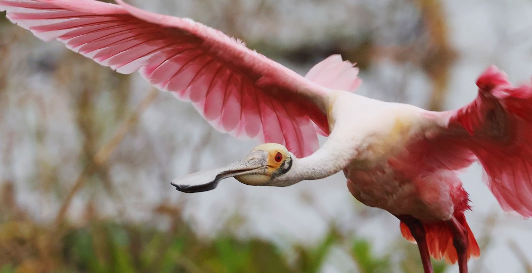 American Flamingo Takes Vacation Up North, Spotted In New York For The ...
