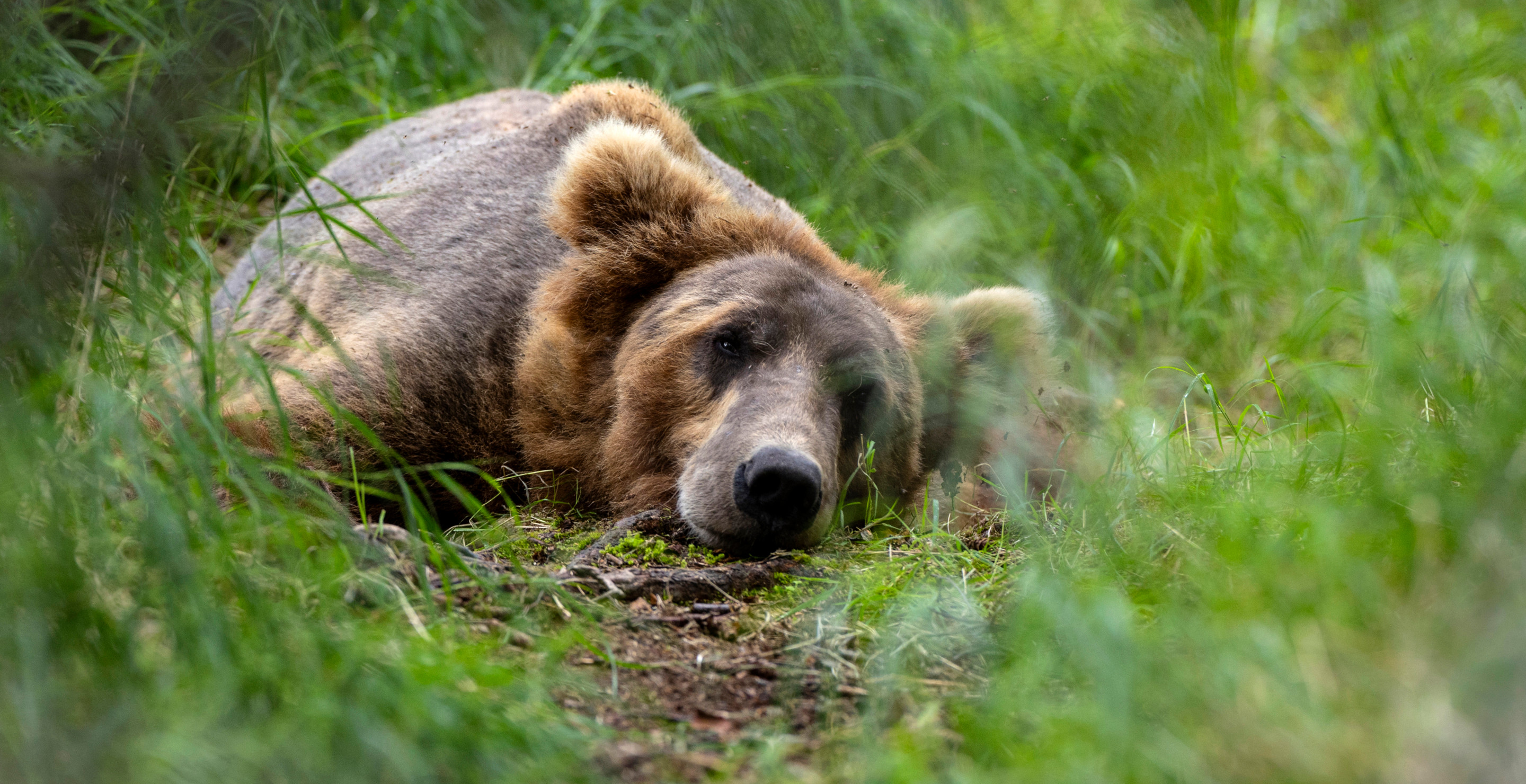 California Family Shocked To Discover A Bear Living Outside Their House ...