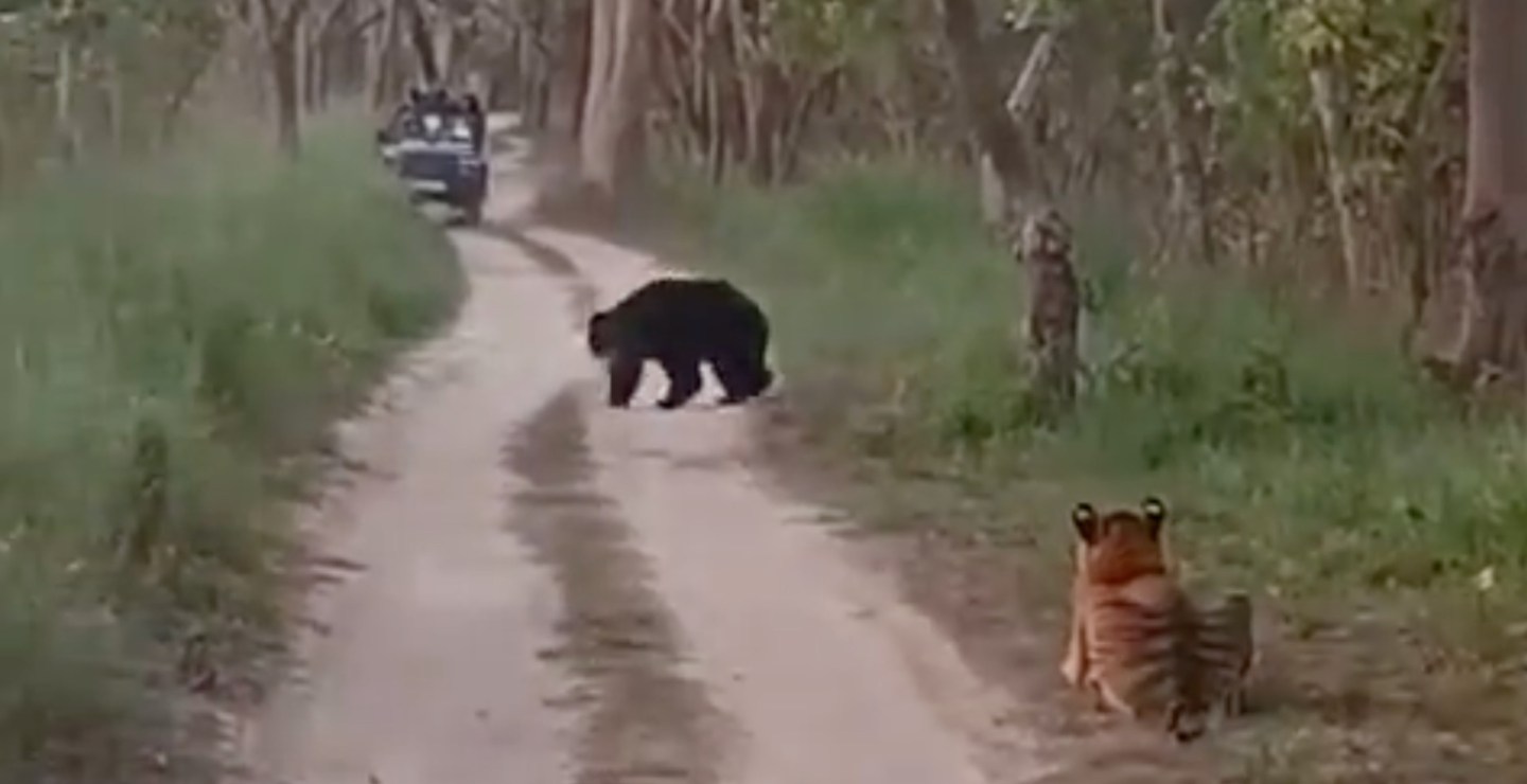 Crazy Video Shows What Happens When A Bear And Tiger Face Off - Wide ...