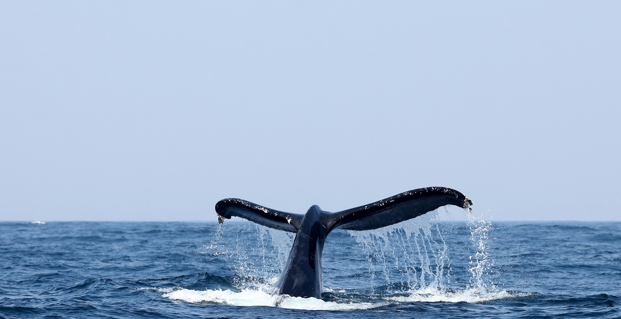 Critically Endangered Whale Spotted Off California Coast In Rare ...