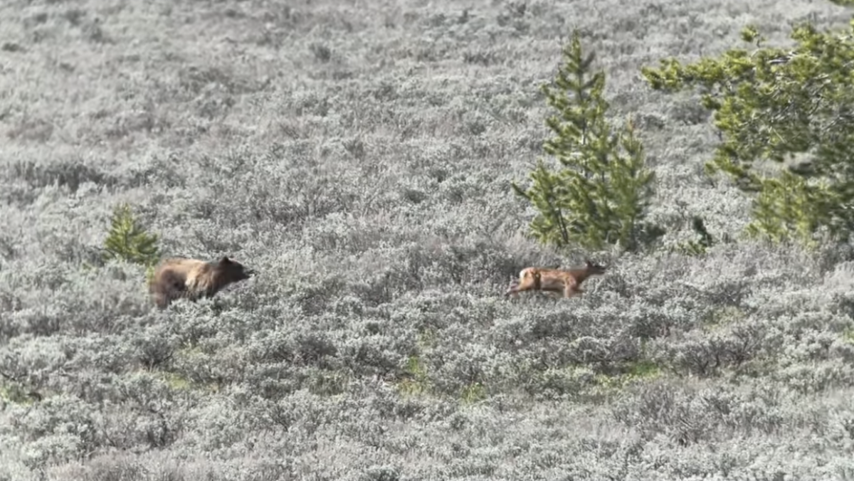 Grizzly Bear Chasing Down Baby Elk Horrifies Grand Teton Visitors ...