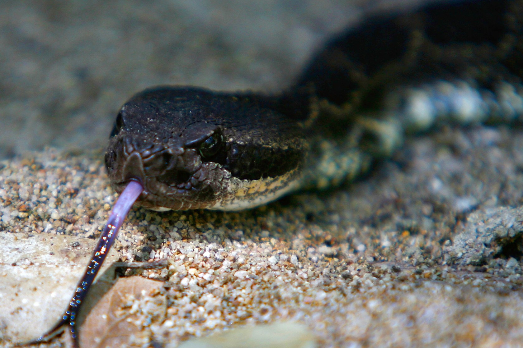 If You Smell This In Your Home, You Likely Have A Snake Hiding - Wide ...