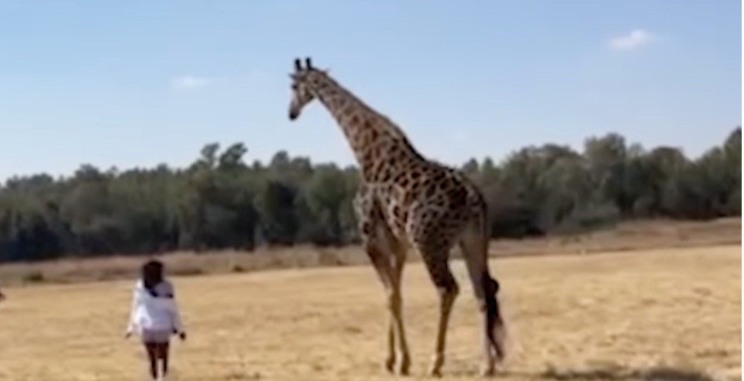 Giraffe Soccer Kicks Woman in the Face - Wide Open Spaces