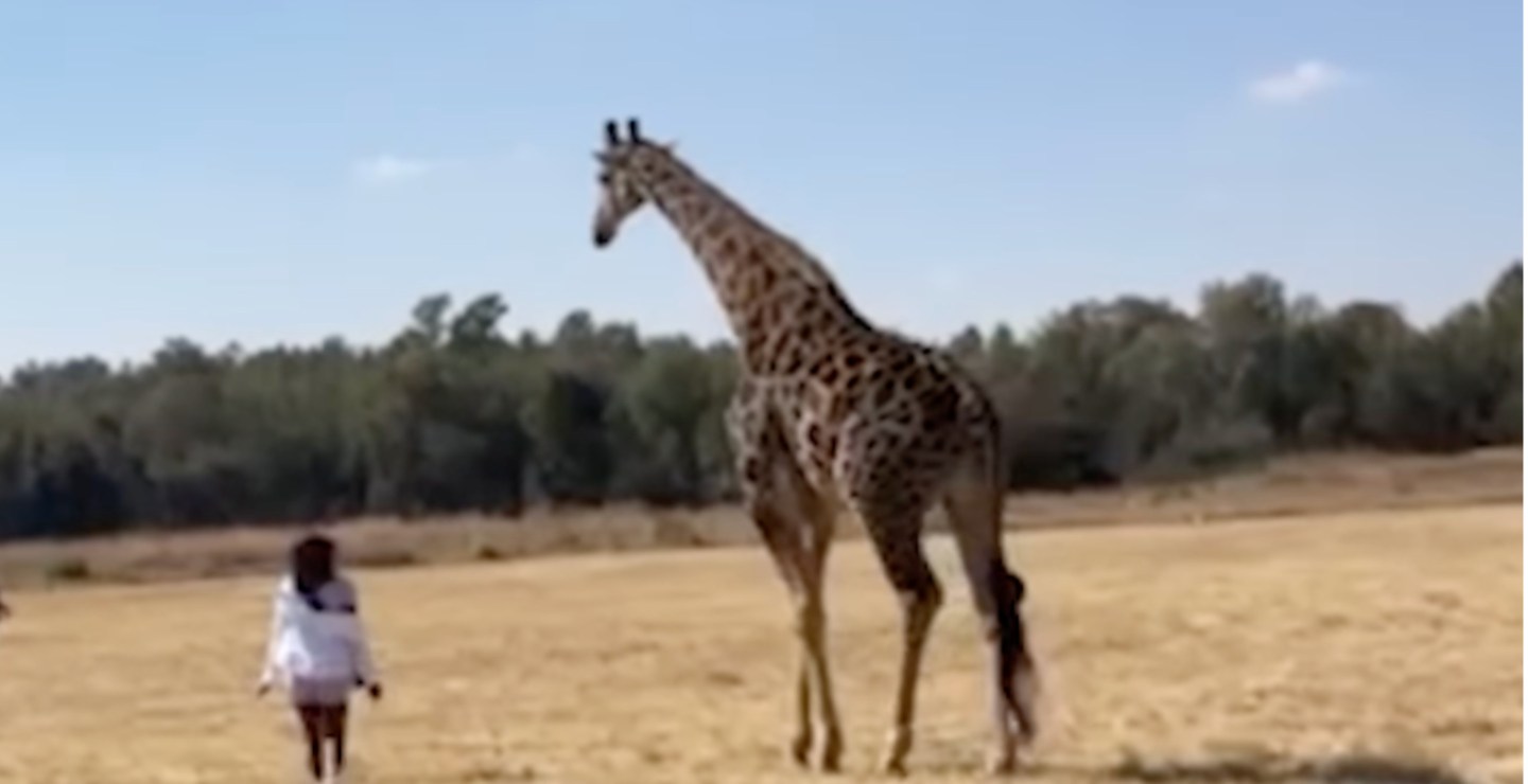 Giraffe Soccer Kicks Woman in the Face - Wide Open Spaces