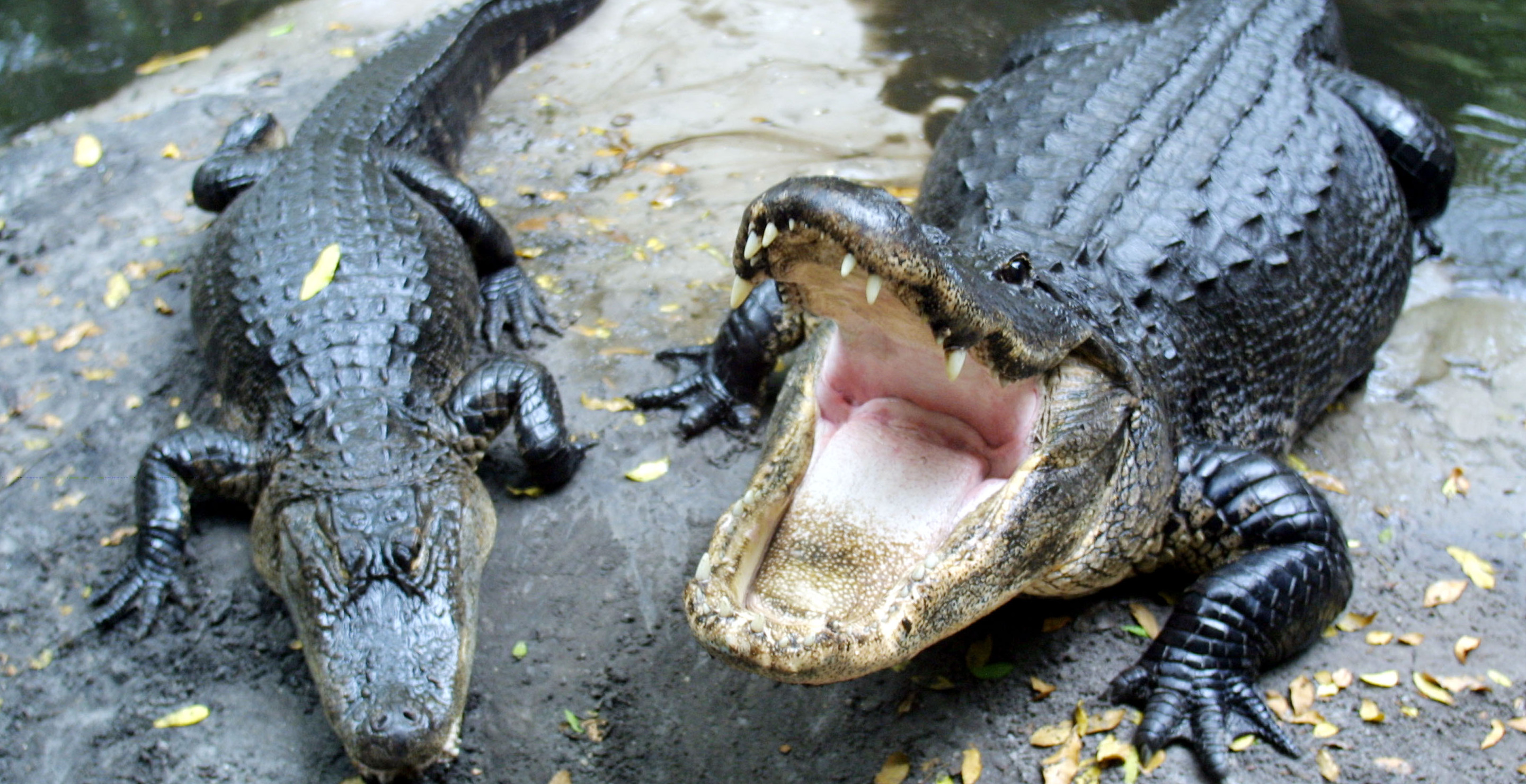Homeless Man Loses Arm In Grisly Alligator Attack In Florida - Wide ...