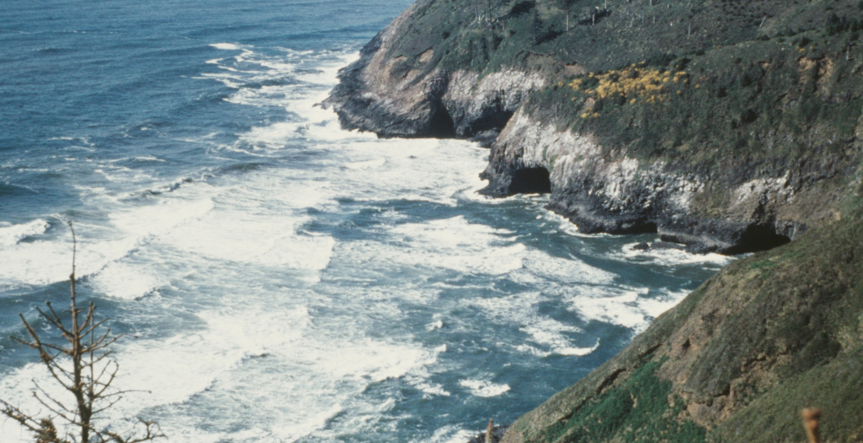 Man Trapped In Ravine Finds Unlikely Rescue When His Dog Pulls Real ...