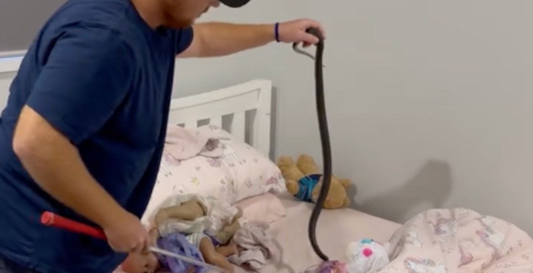 Parent's Worst Nightmare! Venomous Snake Found In Child's Bed - Wide ...