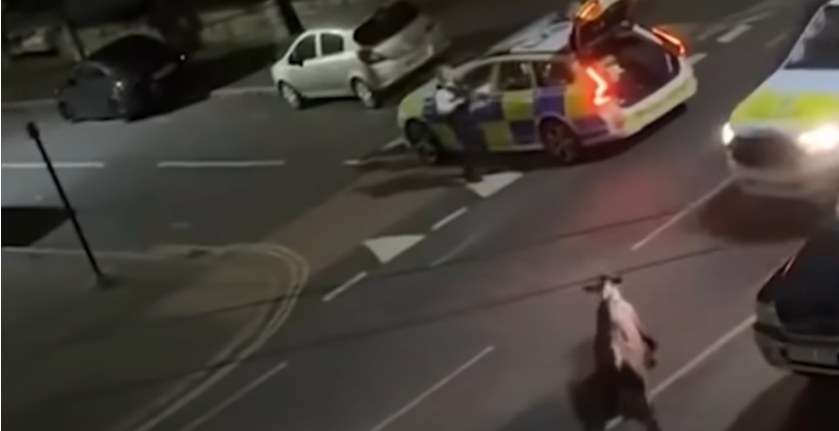 Police Officer Rams Runaway Cow With His Vehicle - Wide Open Spaces
