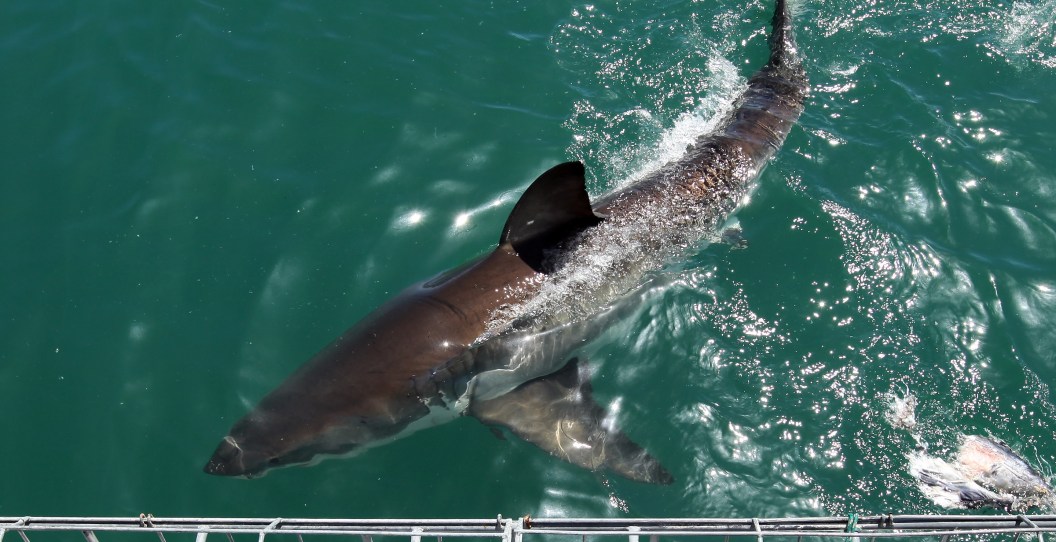 Three People Attacked By Sharks Just 90 Minutes Apart On Neighboring ...