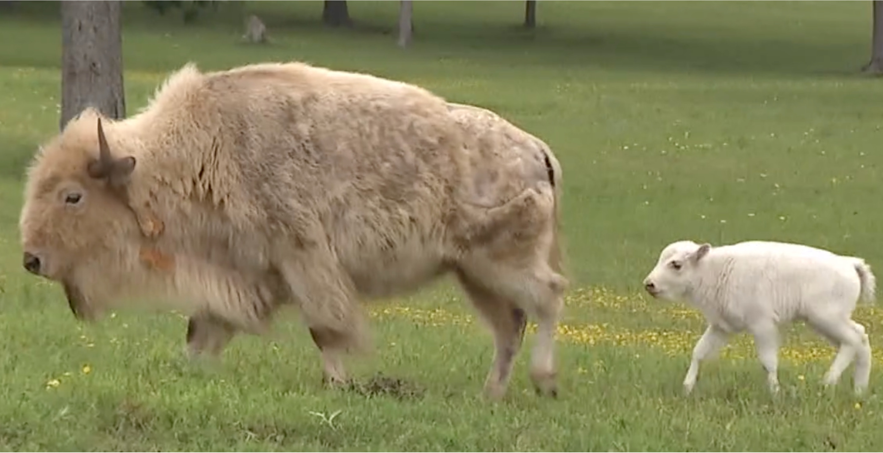 Turns Out That Rare White Bison Calf At Yellowstone Fulfilled An ...