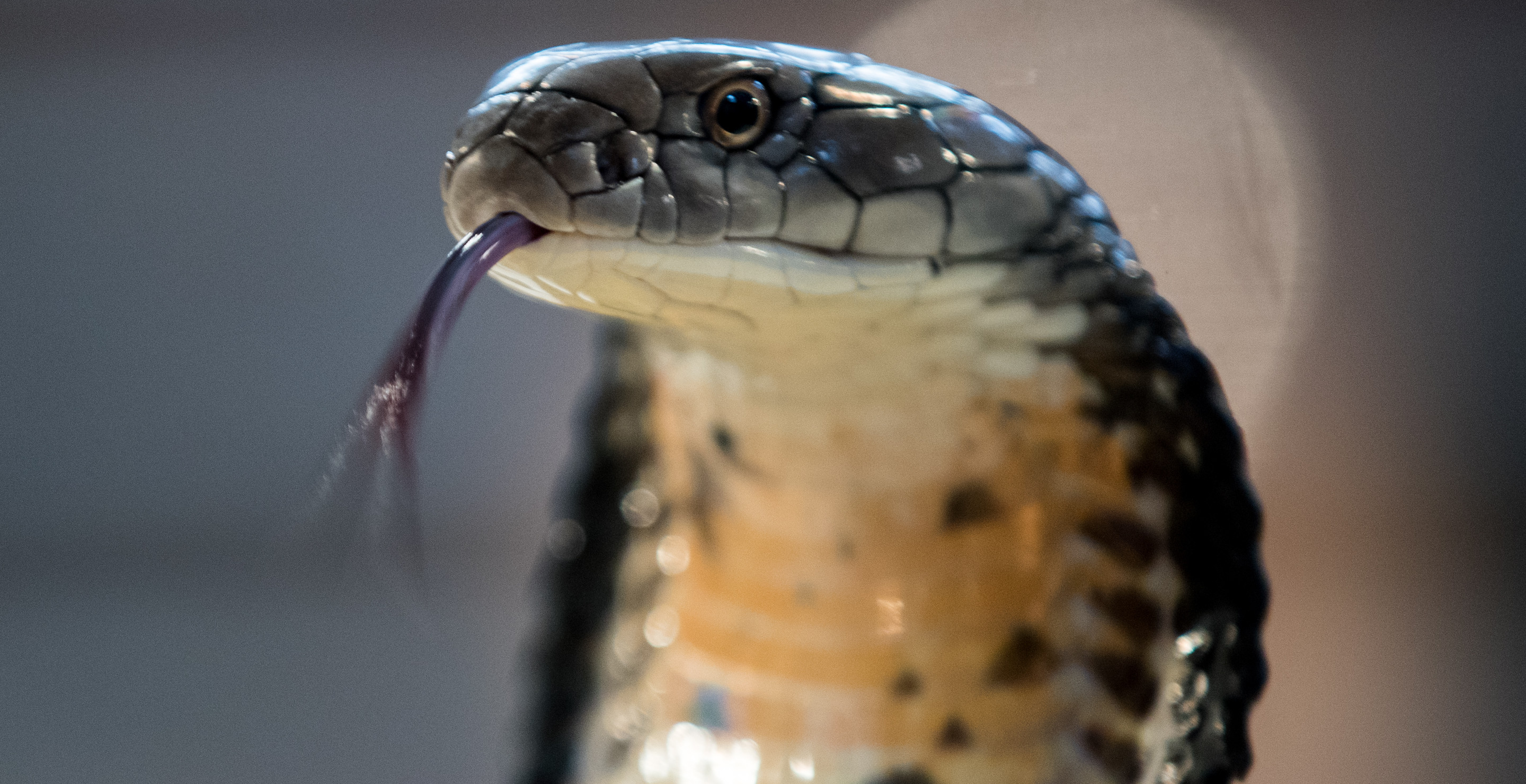 Woman Opens Door Only To Come Face To Face With Deadly Cobra - Wide ...