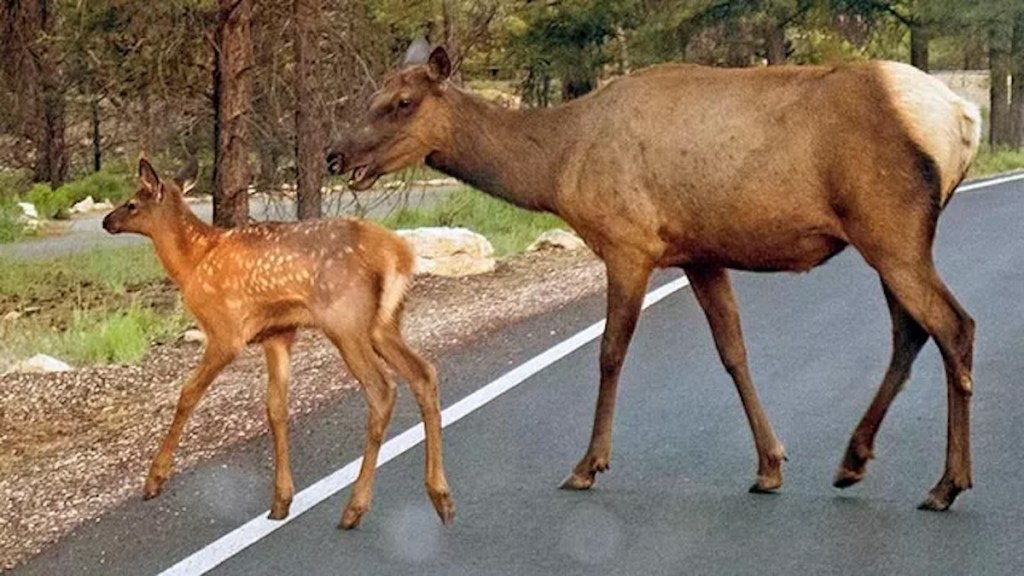 ‘Unprecedented’ and 'Unprovoked' Elk Attacks in Estes Park