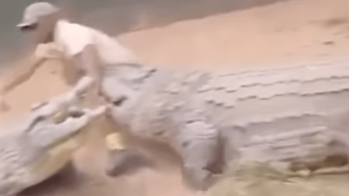 Handler almost loses genitals in crocodile attack