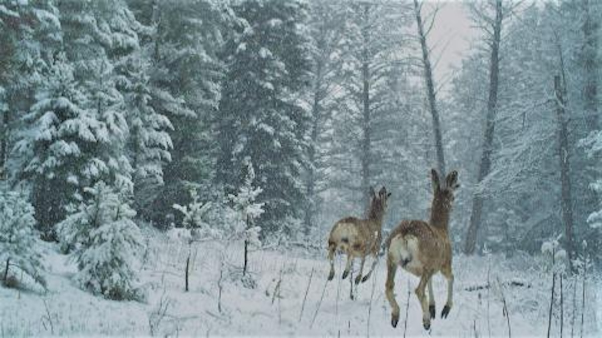 Wildlife Fears This More Than Anything Else, According To Study - Wide ...