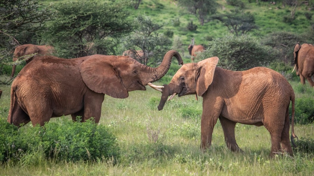 Study: Elephants Give Each Other Names Just Like Humans Do - Wide Open ...