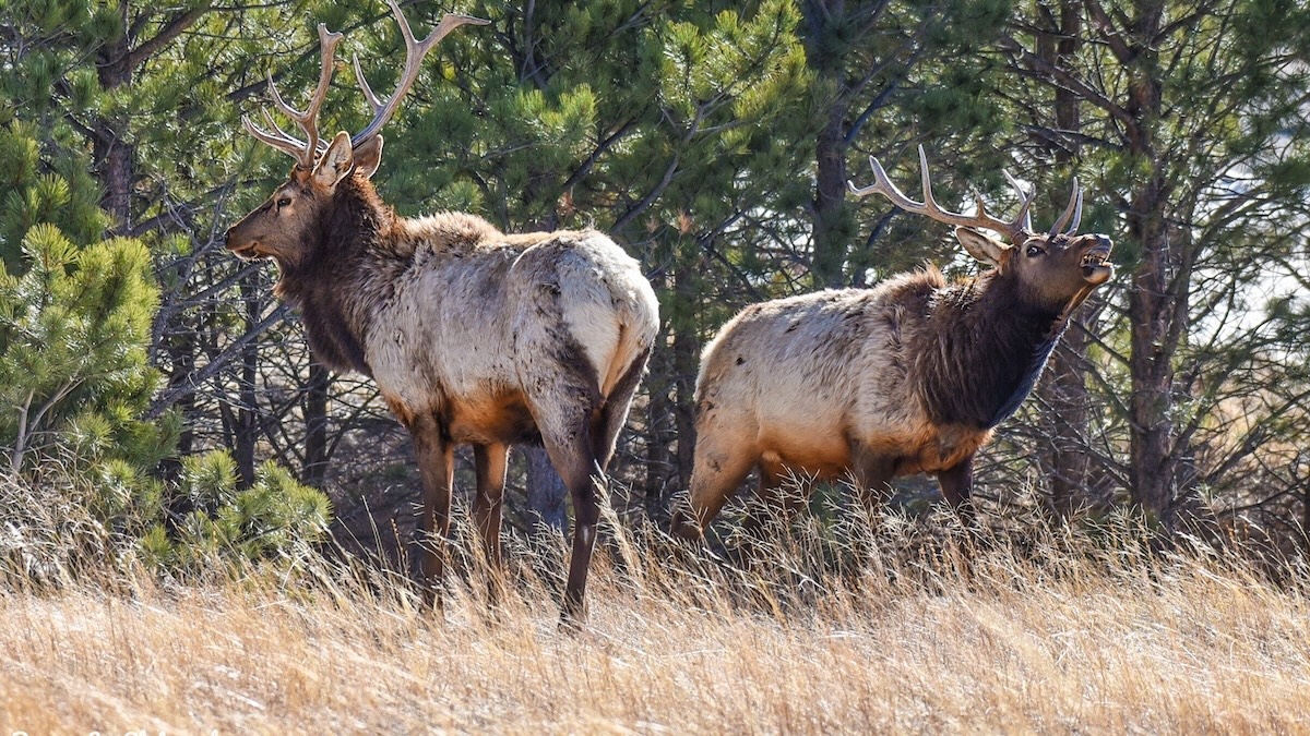 Aggressive Elk Attack Two Kids in Less Than a Week