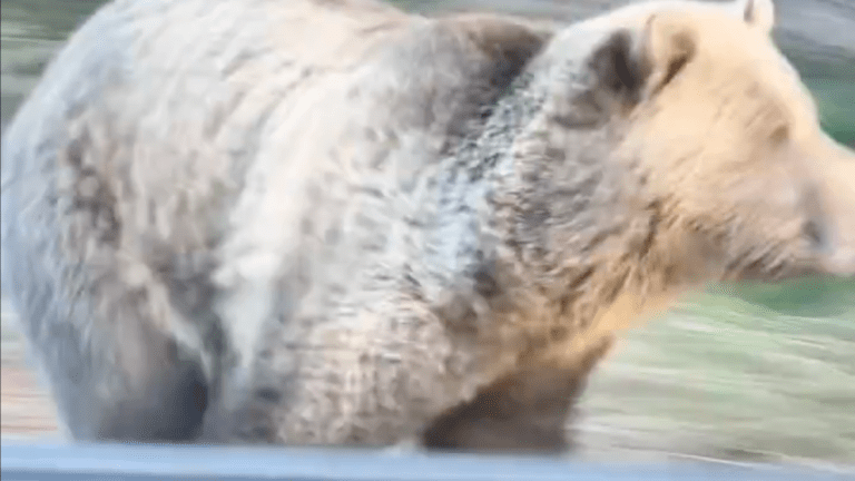 Video Captures Grizzly Bear Chasing Moose Through Campground