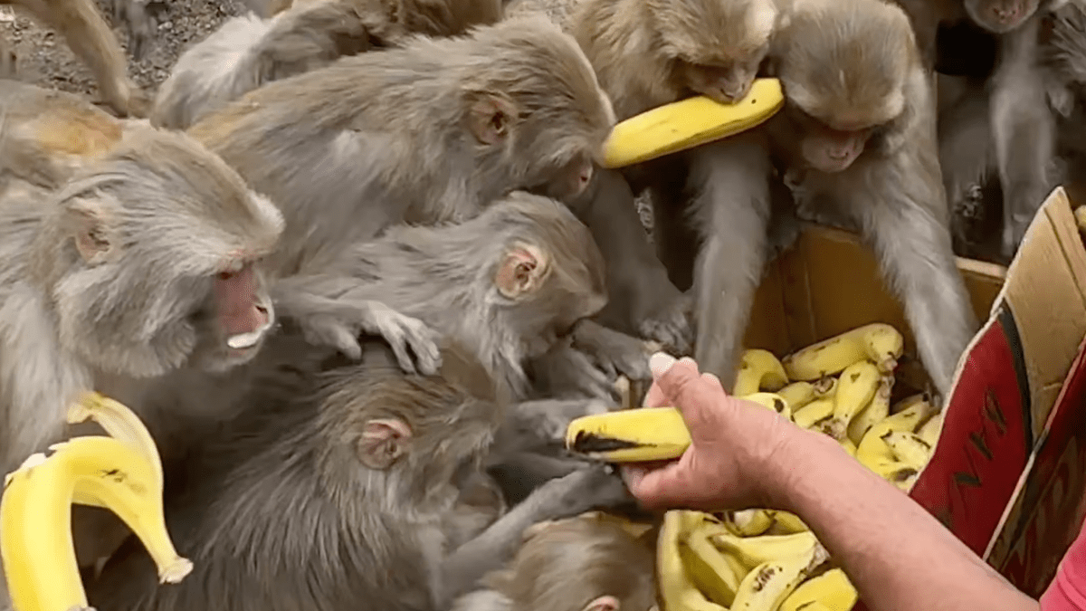 Monkeys Really Do Love Bananas: Watch the Feeding Frenzy - Wide Open Spaces