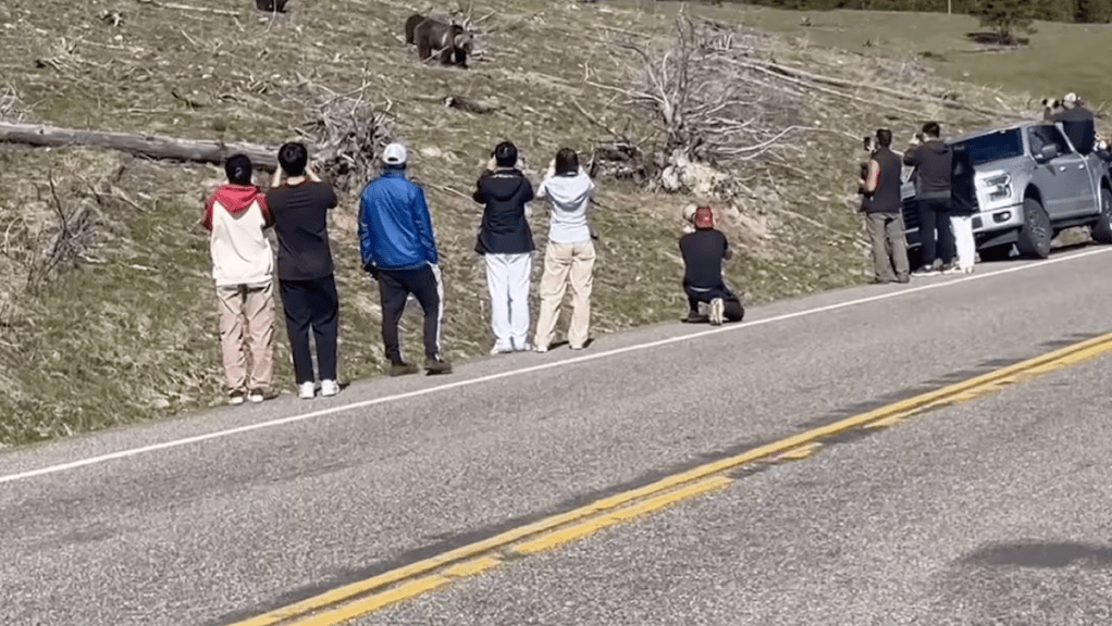 Roadside gathering to photograph grizzlies pisses everyone off