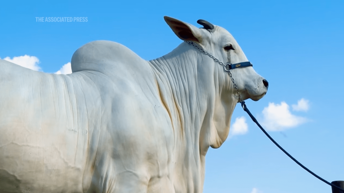 What's the Deal with Brazil's $4 Million Cow? - Wide Open Spaces