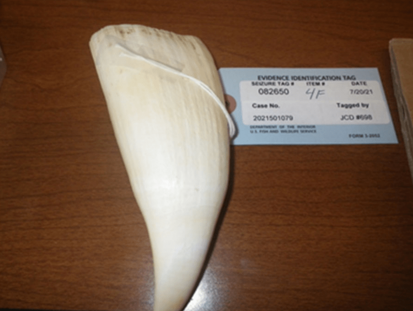 Massachusetts Man Arrested for Trafficking Exotic Wildlife Parts