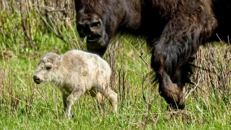 Pretty Rare White Bison Spotted by Wildlife Photog - Wide Open Spaces