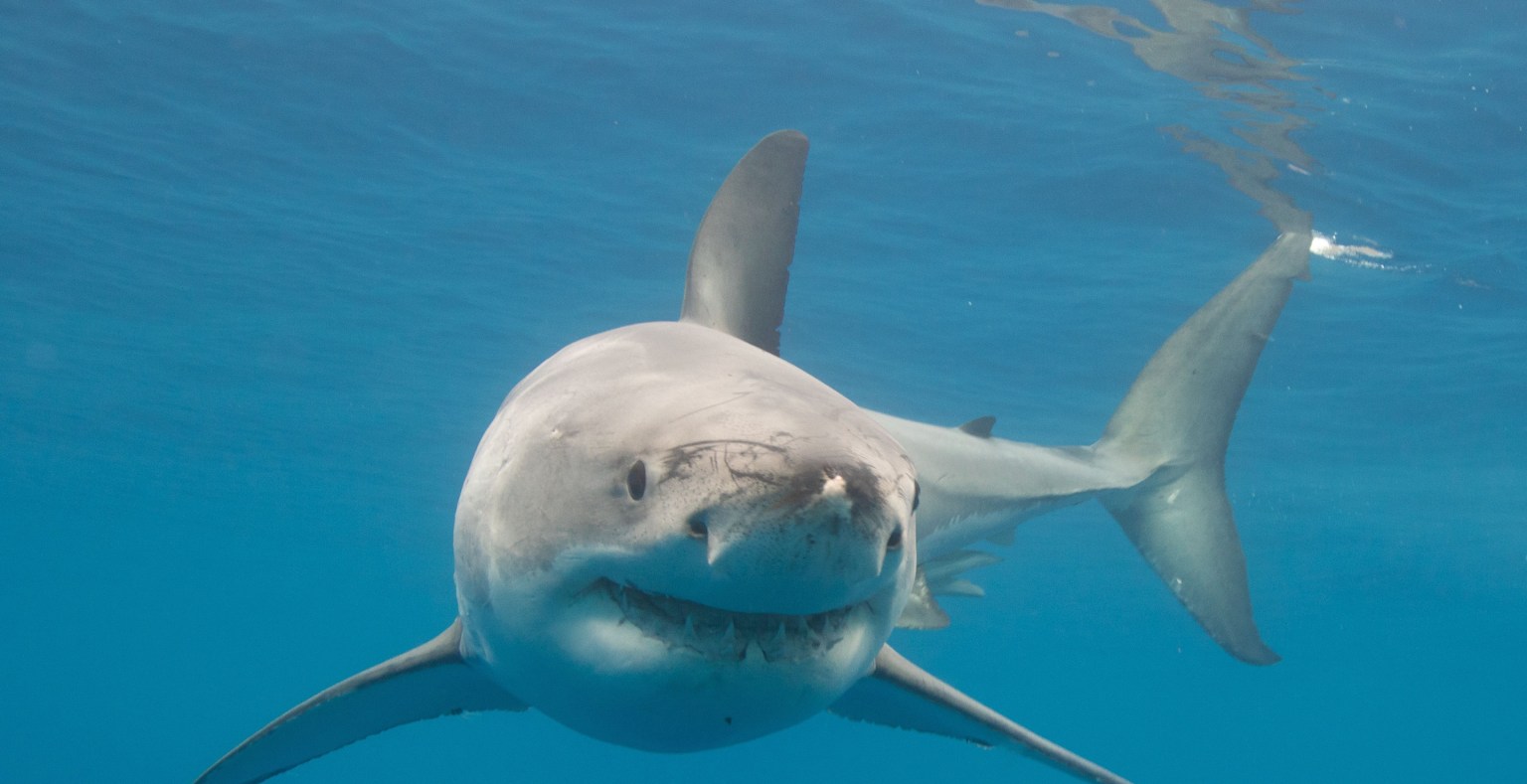 Australian Surfer Speaks Out After Shark Rips Off His Leg - Wide Open ...