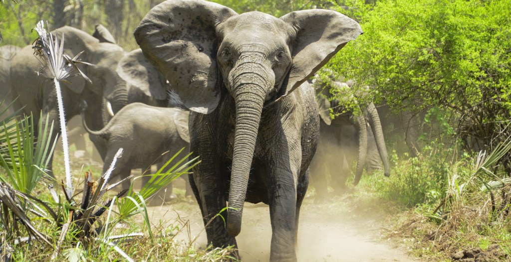 Elephants Trample Man To Death As His Fiancée Helpless To Watch On Safari Experience - Wide Open ...