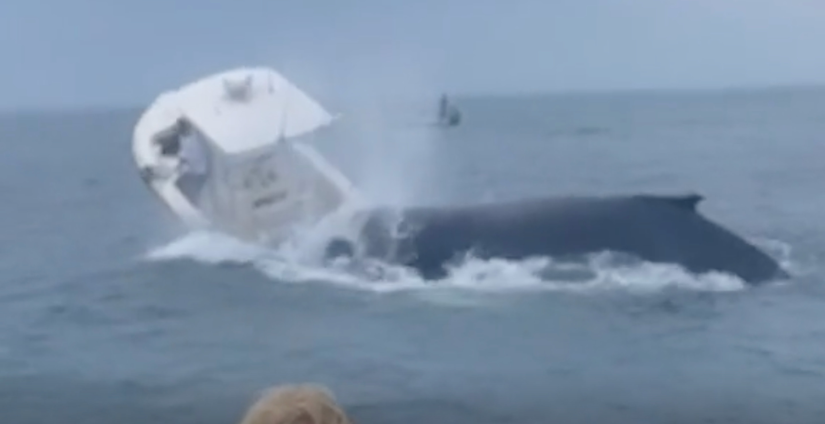 Fisherman Details Terrifying Moment A Breaching Whale Sank His Boat: "I ...