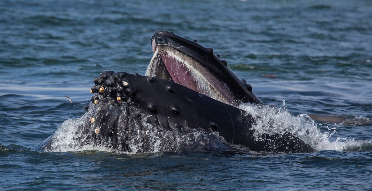 Man Miraculously Survives Almost Being Swallowed By Humpback Whale ...