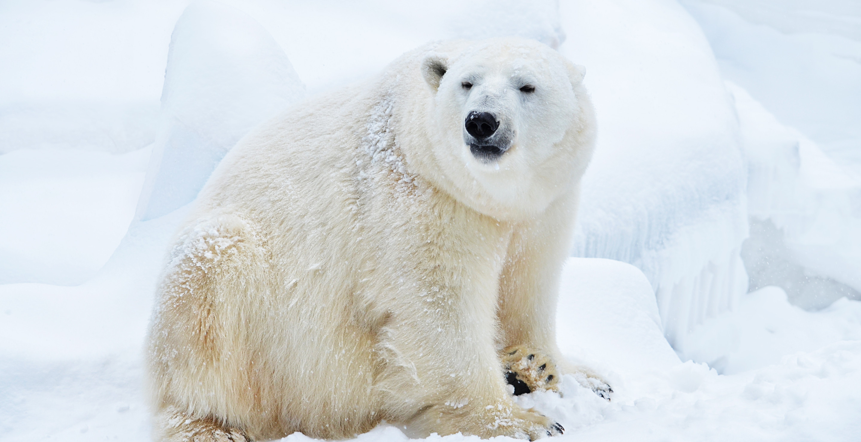 Man Survives Harrowing Attack From Polar Bear - Wide Open Spaces