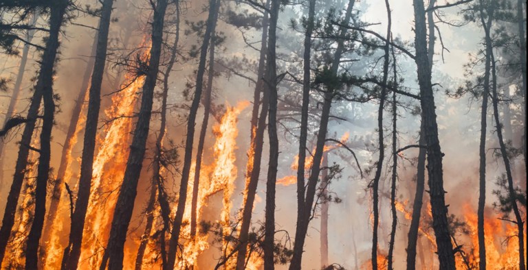 New Jersey Wildfire, Largest Of The Year, Burns Up Thousands Of Acres ...