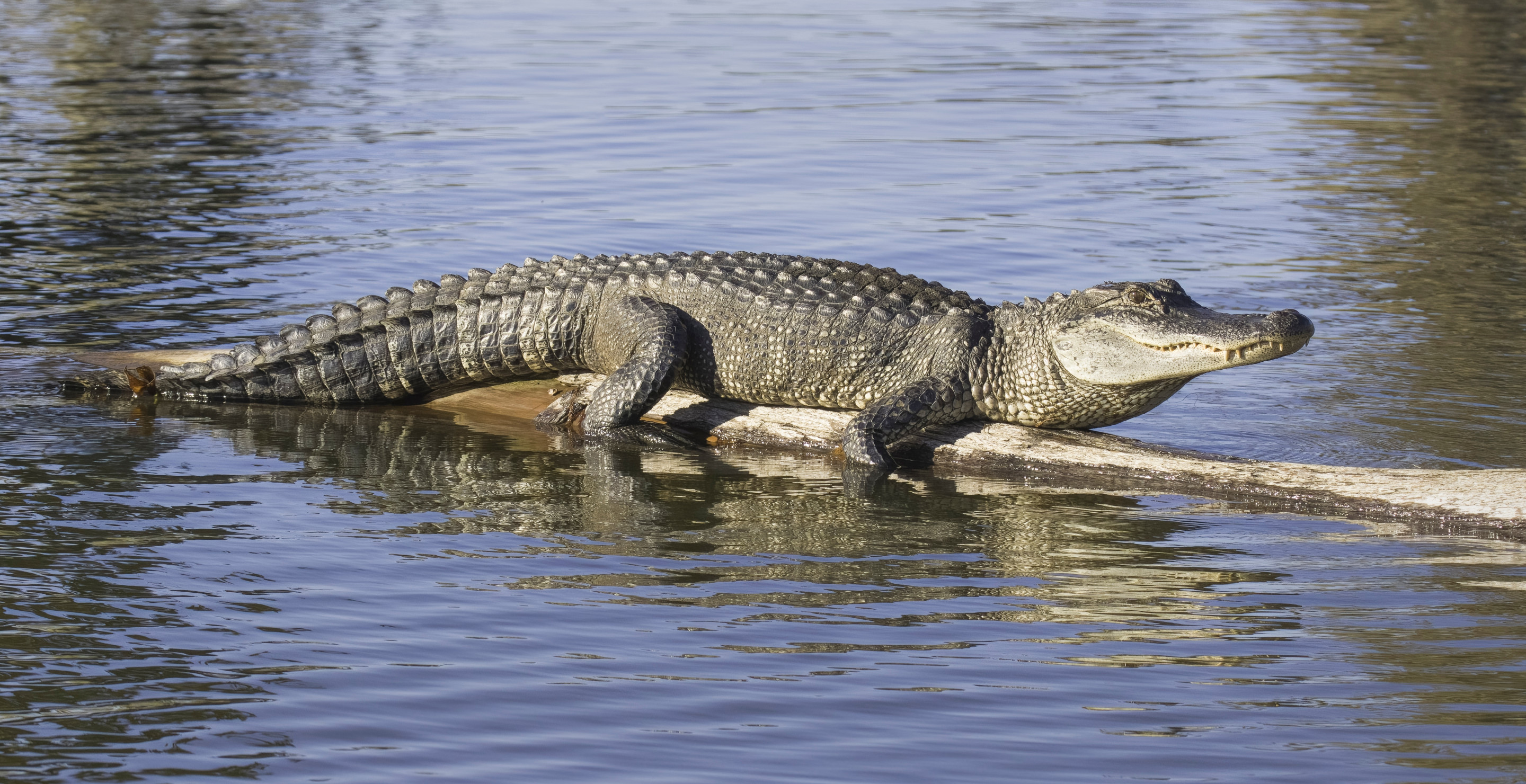 North Carolina Police Warn Of Aggressive Alligators — Here's Why - Wide ...