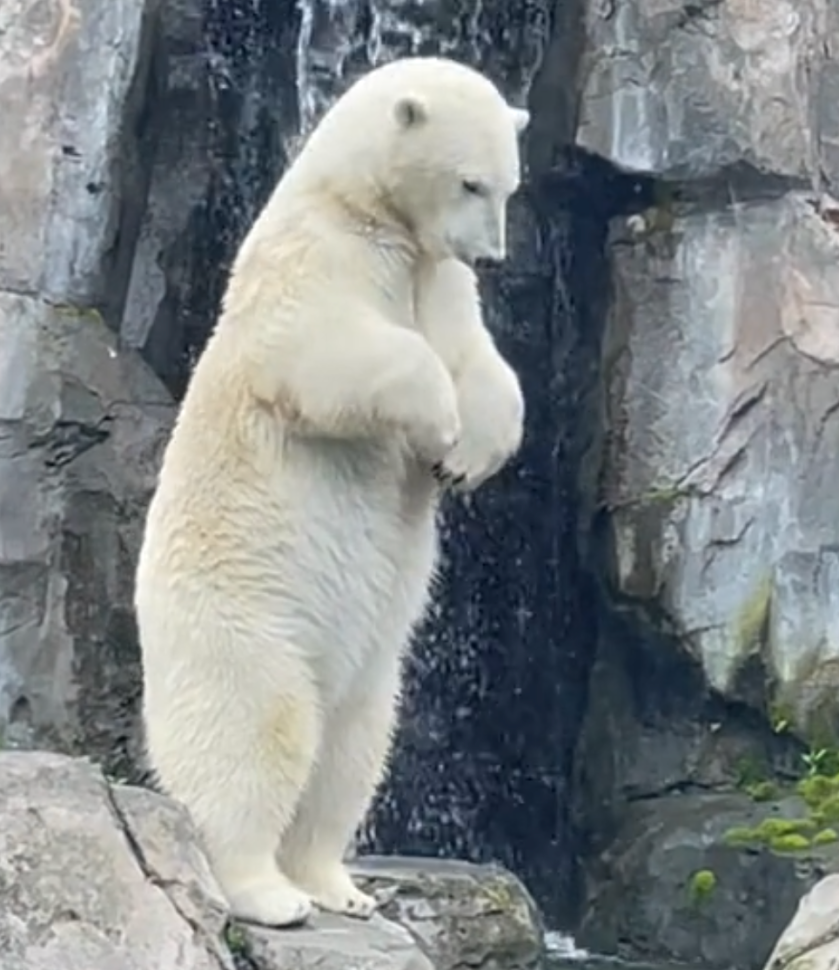 Diving Polar Bear Goes Viral For Its Perfect Form - Wide Open Spaces