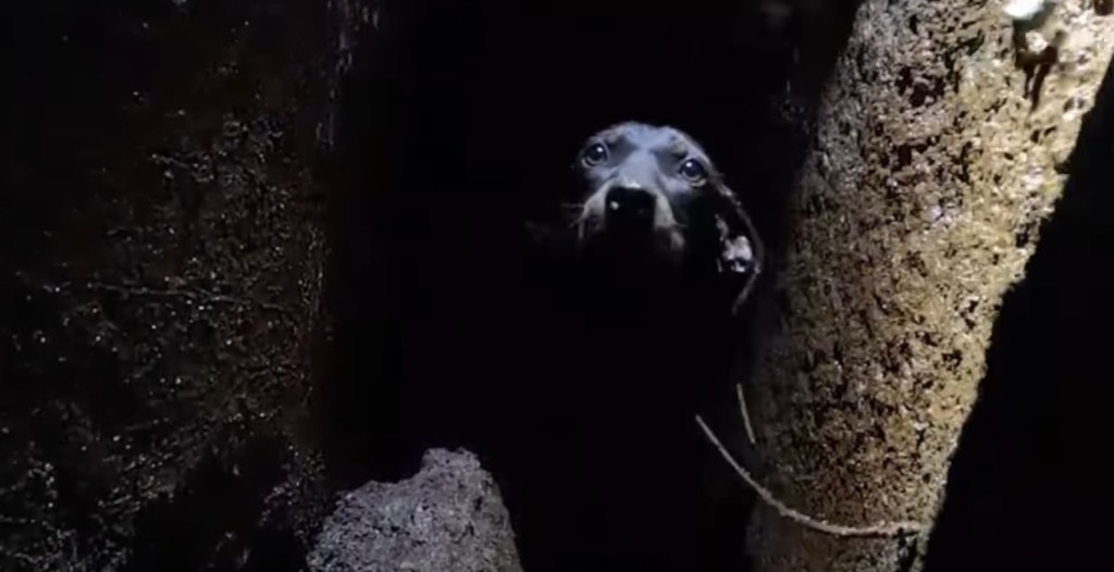 Rappeller Rescues Puppy From 25-Foot Deep Volcanic Fissure In Hawaii ...