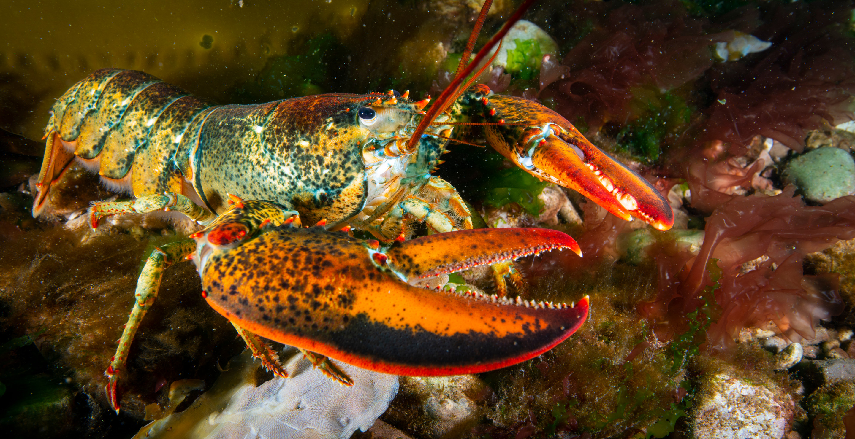 Rare 1-In-30 Million Lobster Accidentally Shipped To Red Lobster - Wide ...