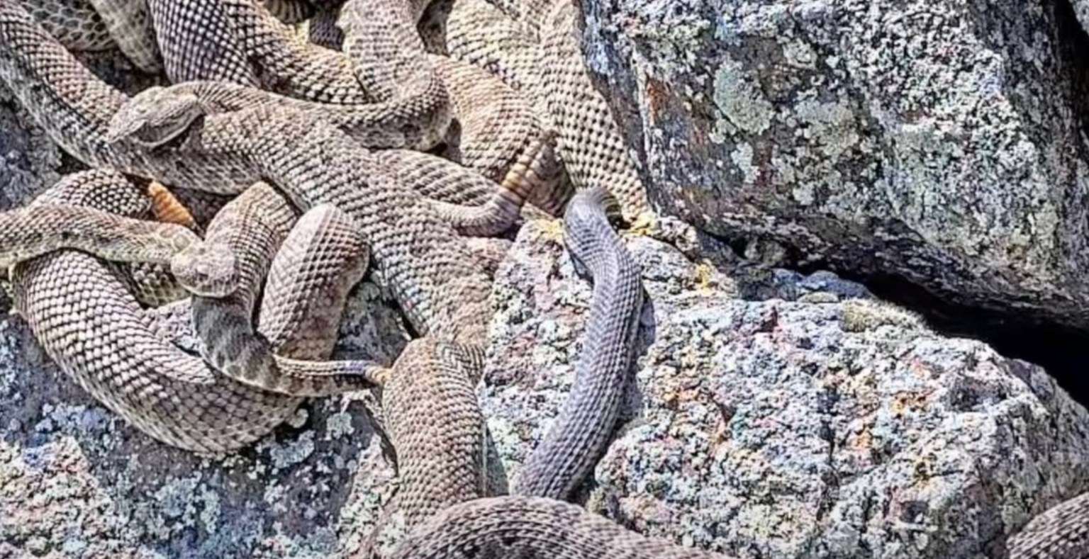 Rattlesnake Cam Shows Inside Massive Mega-Den Of Snakes Via Live Feed ...