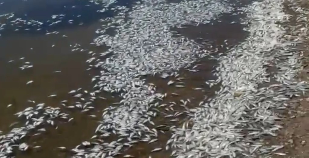 Thousands Of Dead Fish Found Dead In California Lake Has Officials ...