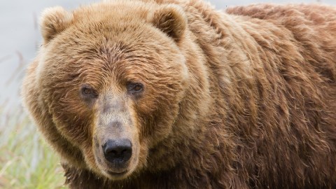 Feds Ban Bear Baiting on National Preserves in Alaska - Wide Open Spaces
