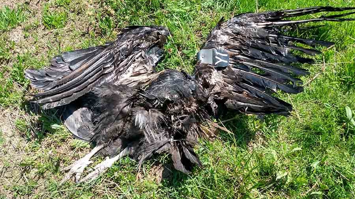 California condor recovery lost a decade due to poaching, bird flu