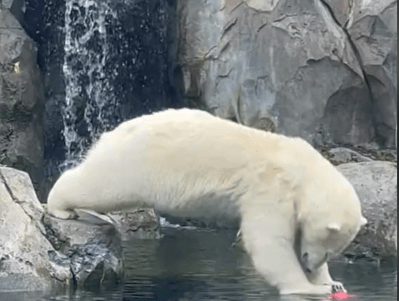 Diving Polar Bear Goes Viral For Its Perfect Form - Wide Open Spaces