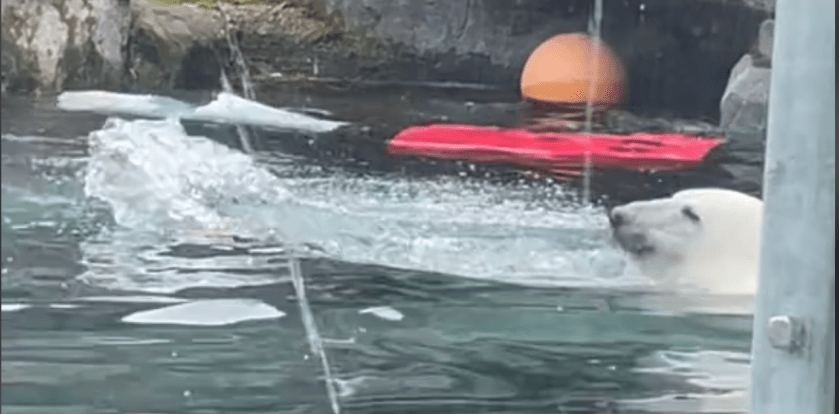 Diving Polar Bear Goes Viral For Its Perfect Form - Wide Open Spaces