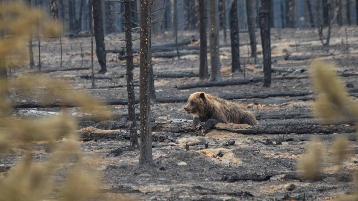 How these grizzly bears survived Canadian park's largest wildfire
