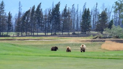 How these grizzly bears survived Canadian park's largest wildfire