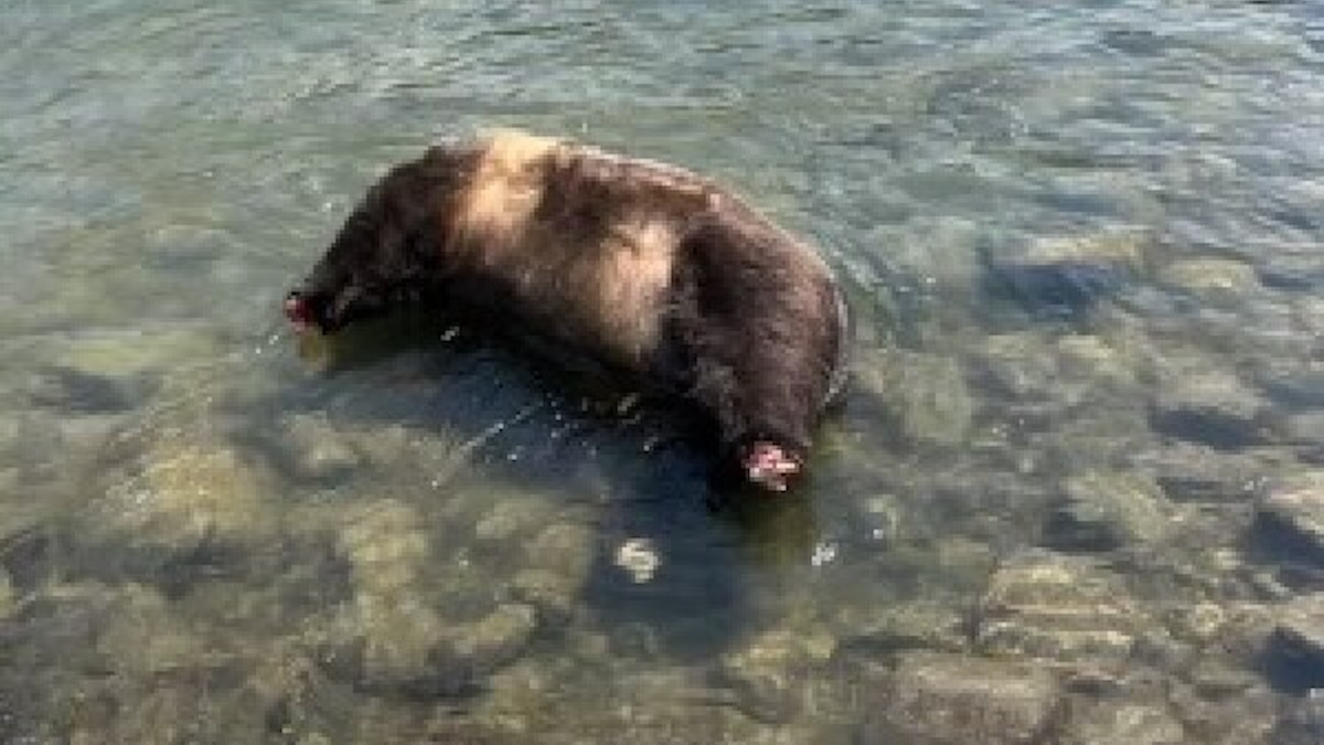 Image of headless, pawless grizzly bear shocks the internet