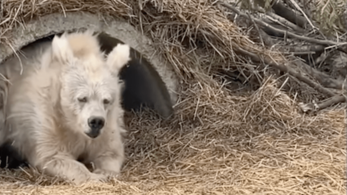 Viral 'Unluckiest Bear in the World' Video Ruled a Spoof - Wide Open Spaces