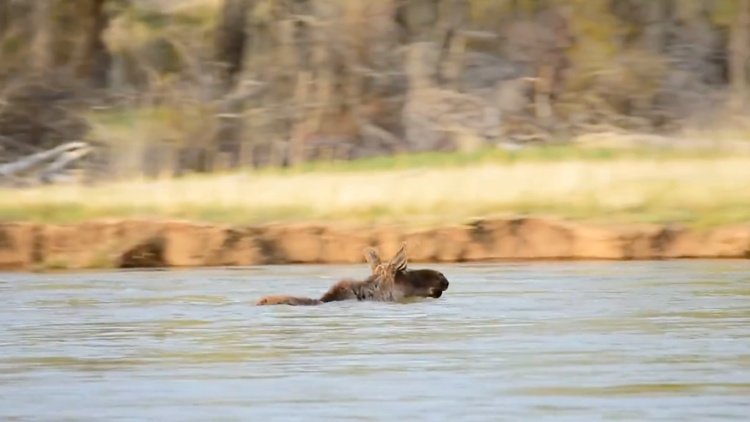 Yes, Moose Can Swim—Really Freaking Well - Wide Open Spaces