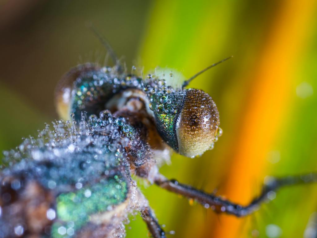 Dragonflies Swarm Beachgoers In Insane Footage - Wide Open Spaces